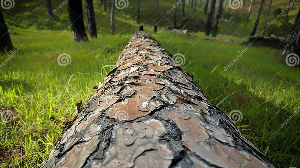 Fallen log in forest stock image. Image of soil, geology - 197140231