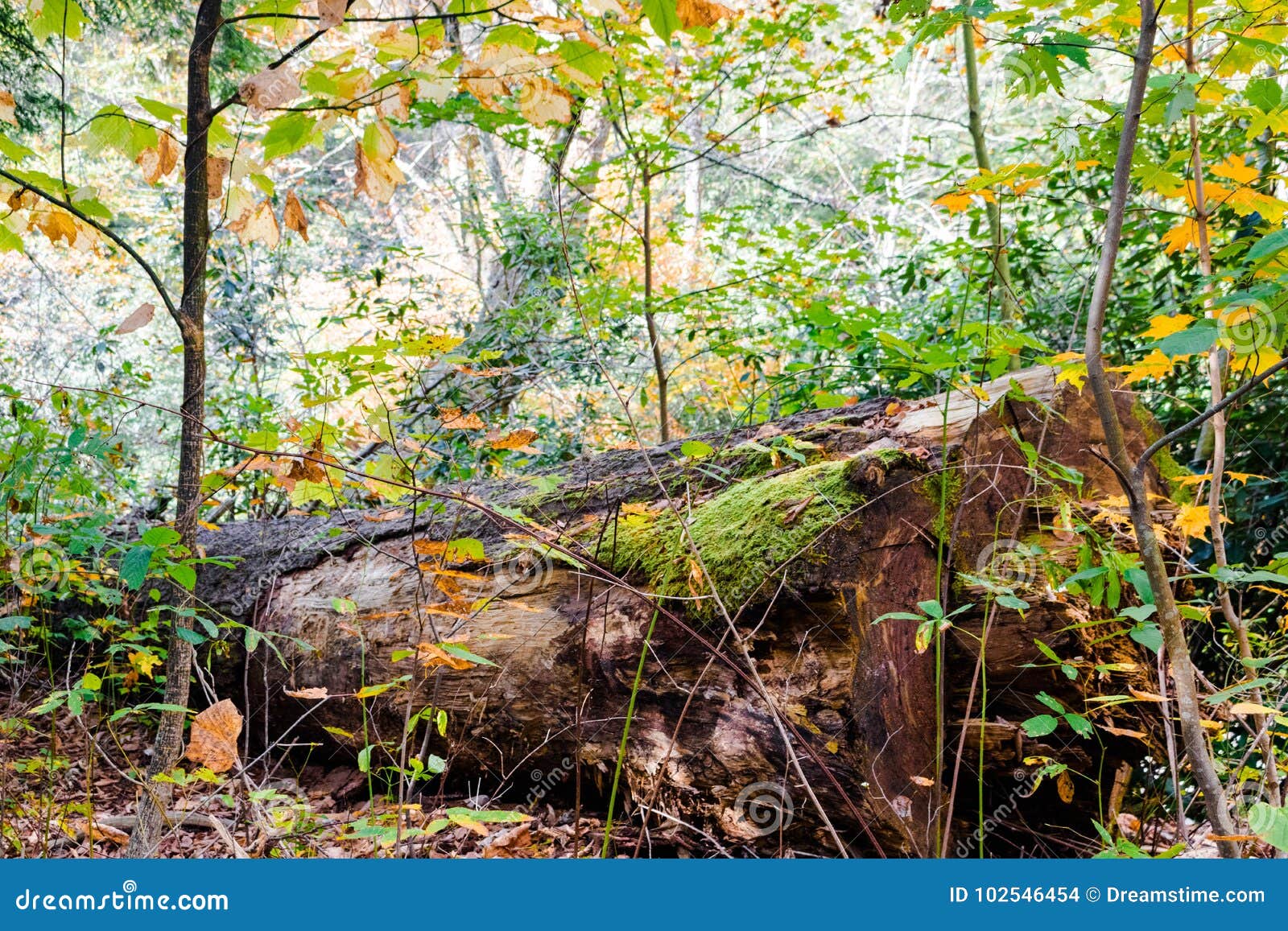 Fallen Log in the forest stock photo. Image of landscape - 102546454