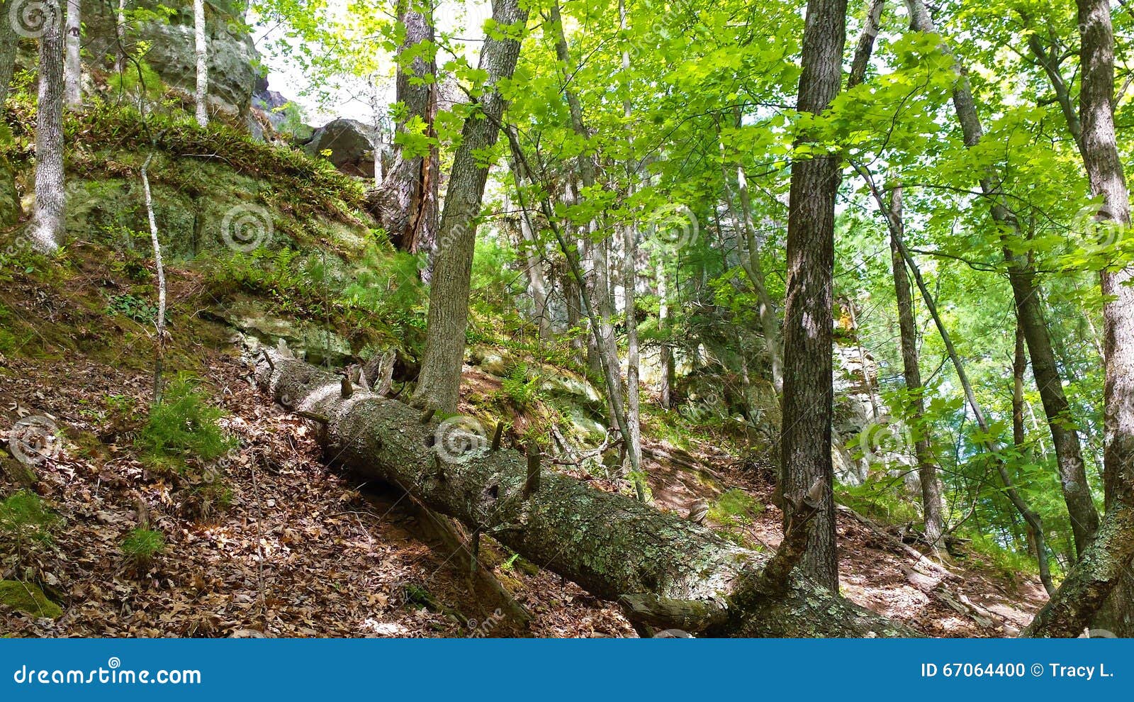 Fallen Log in Forest stock photo. Image of trees, lone - 67064400