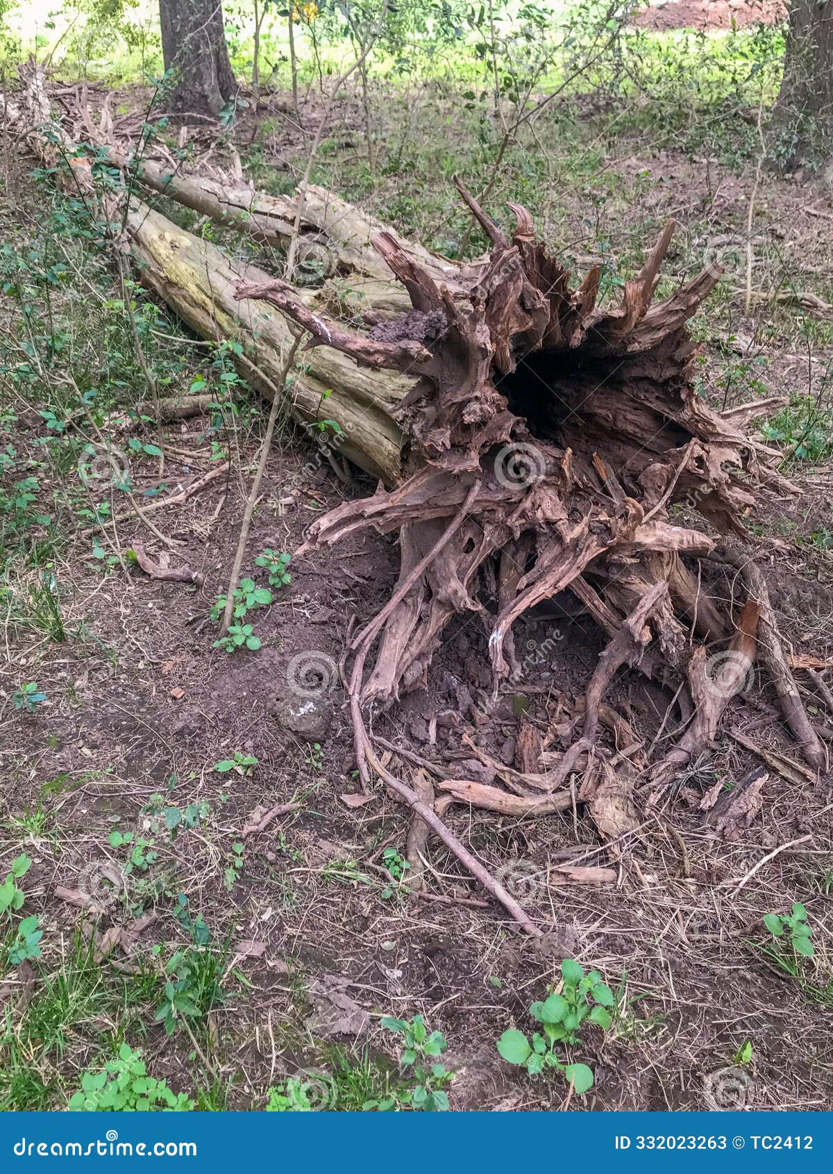 Fallen log in the forest stock image. Image of outdoor - 332023263