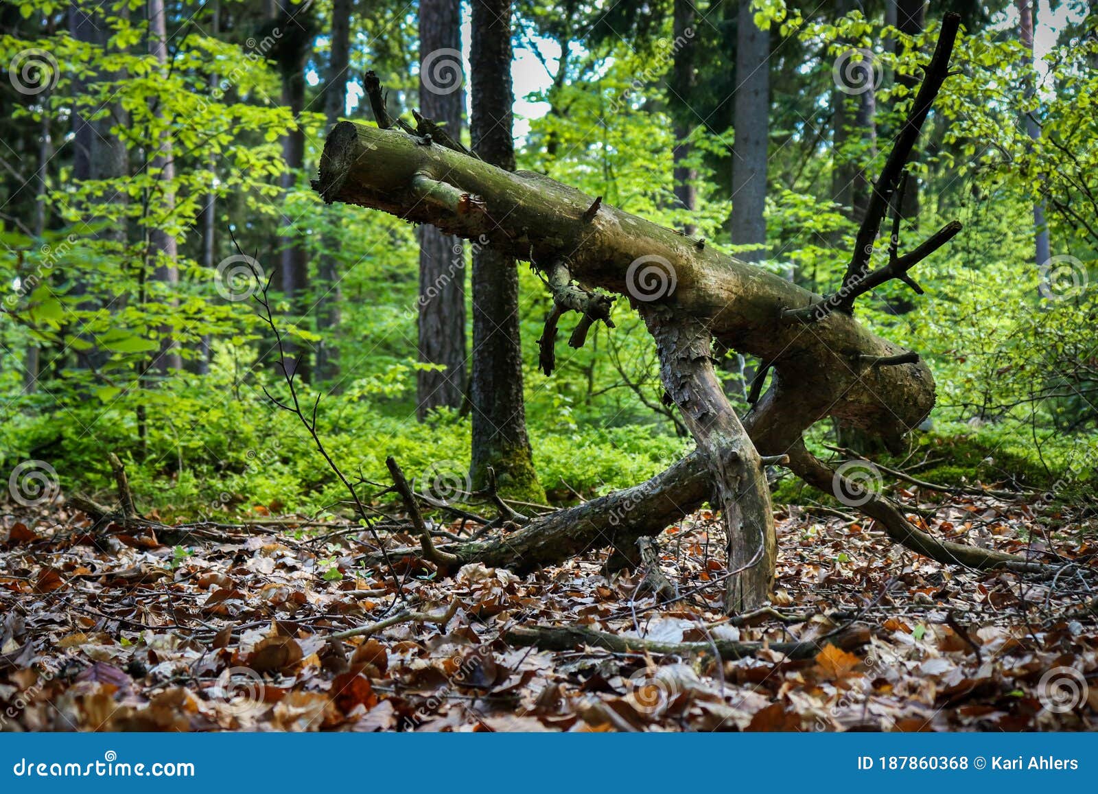 Fallen Log in Germany Forest Stock Photo - Image of leaf, dead: 187860368