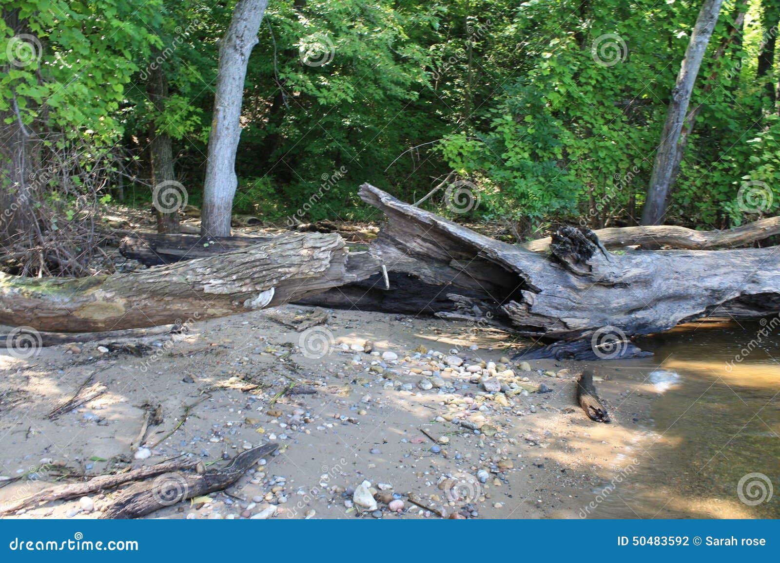 Fallen log stock photo. Image of lake, mississippi, sand - 50483592
