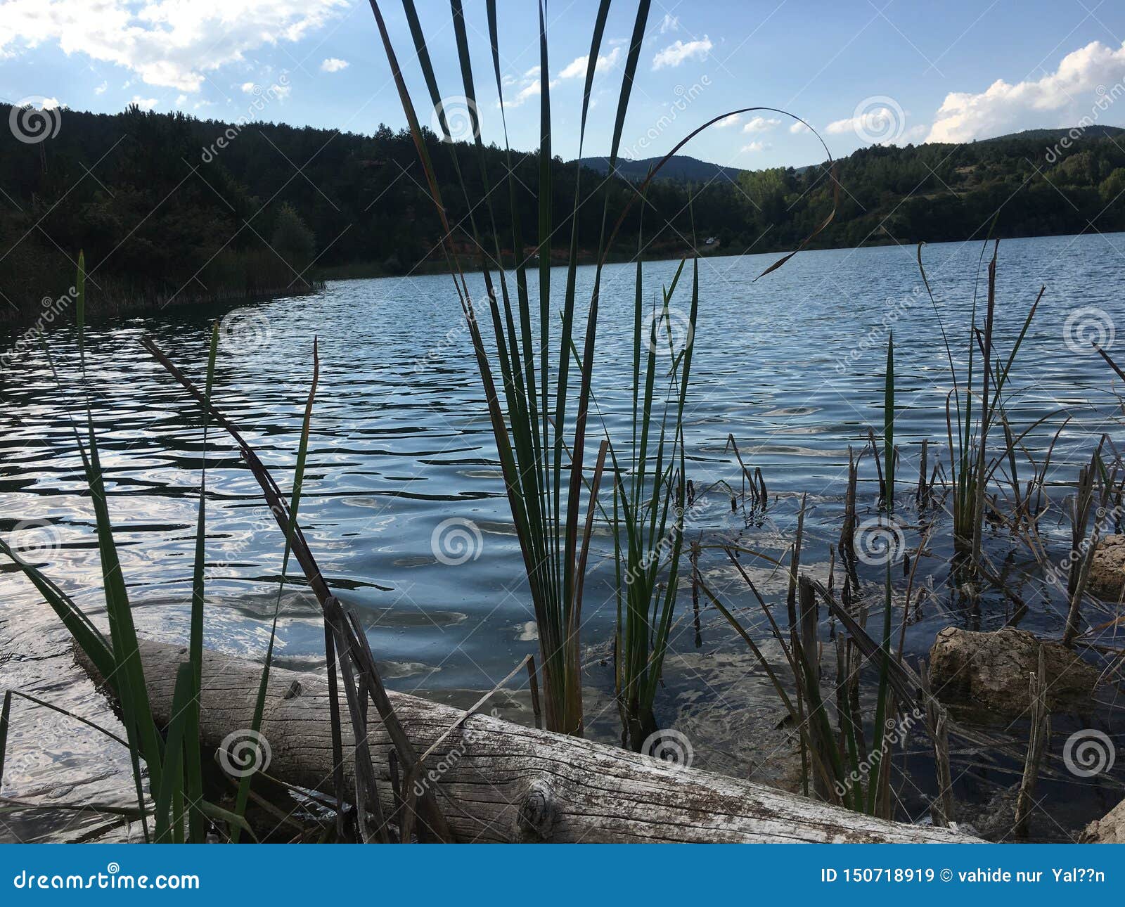 Fallen log in the lake stock image. Image of fallen - 150718919