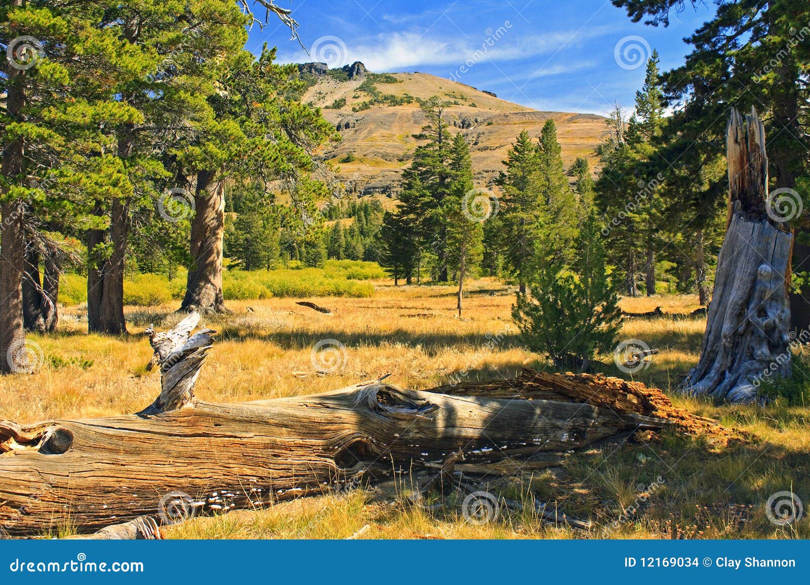 Fallen Log in Mountain Meadow Stock Photo - Image of pacific, trails ...