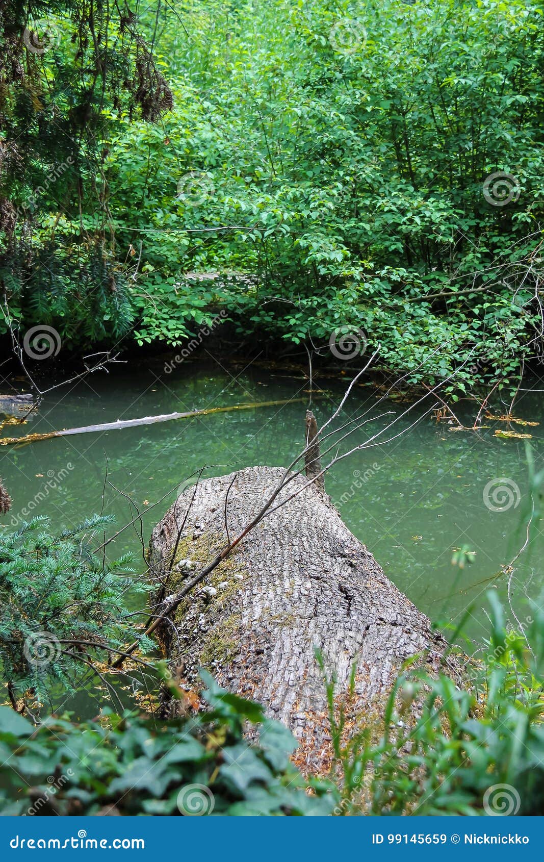Fallen Log in the Backwaters Stock Image - Image of garden, backwaters ...
