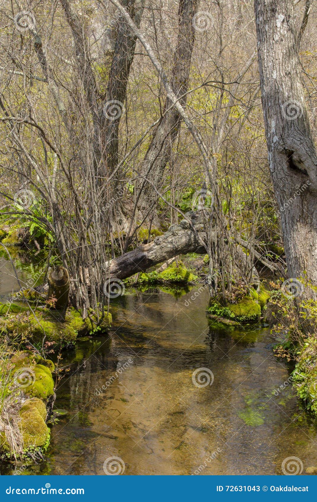 Fallen Log Over Forest Stream Stock Image - Image of moss, gray: 72631043