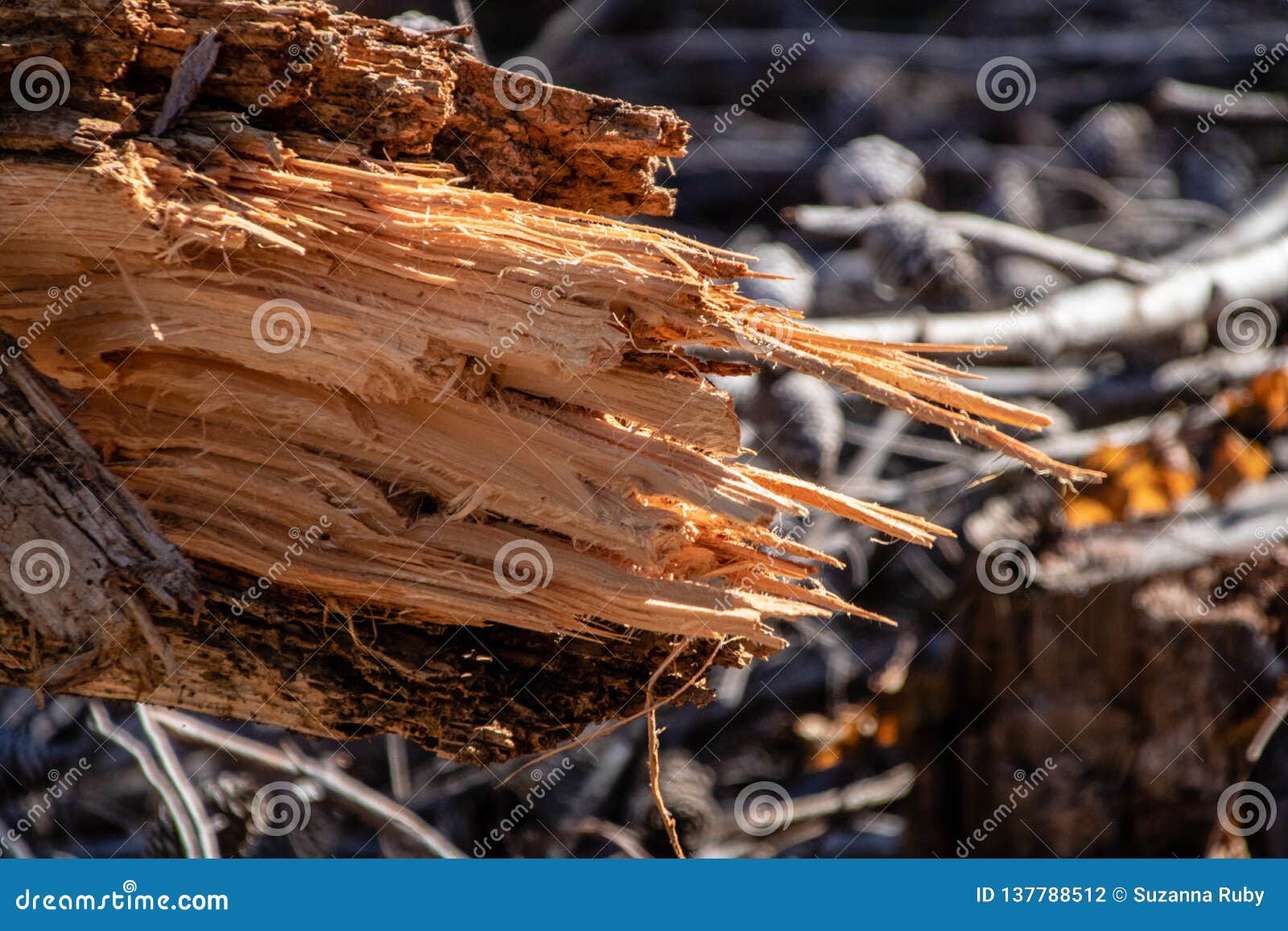 Fallen log stock photo. Image of brown, trunk, nature - 137788512