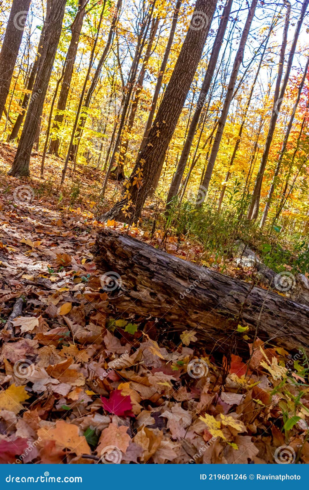 Fallen Log Providing Refuge To Fallen Leaves - Fall in Central Ontario ...