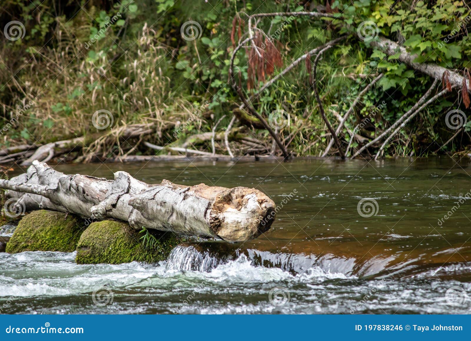A Fallen Log on a River in the Rainforest Stock Photo - Image of ...