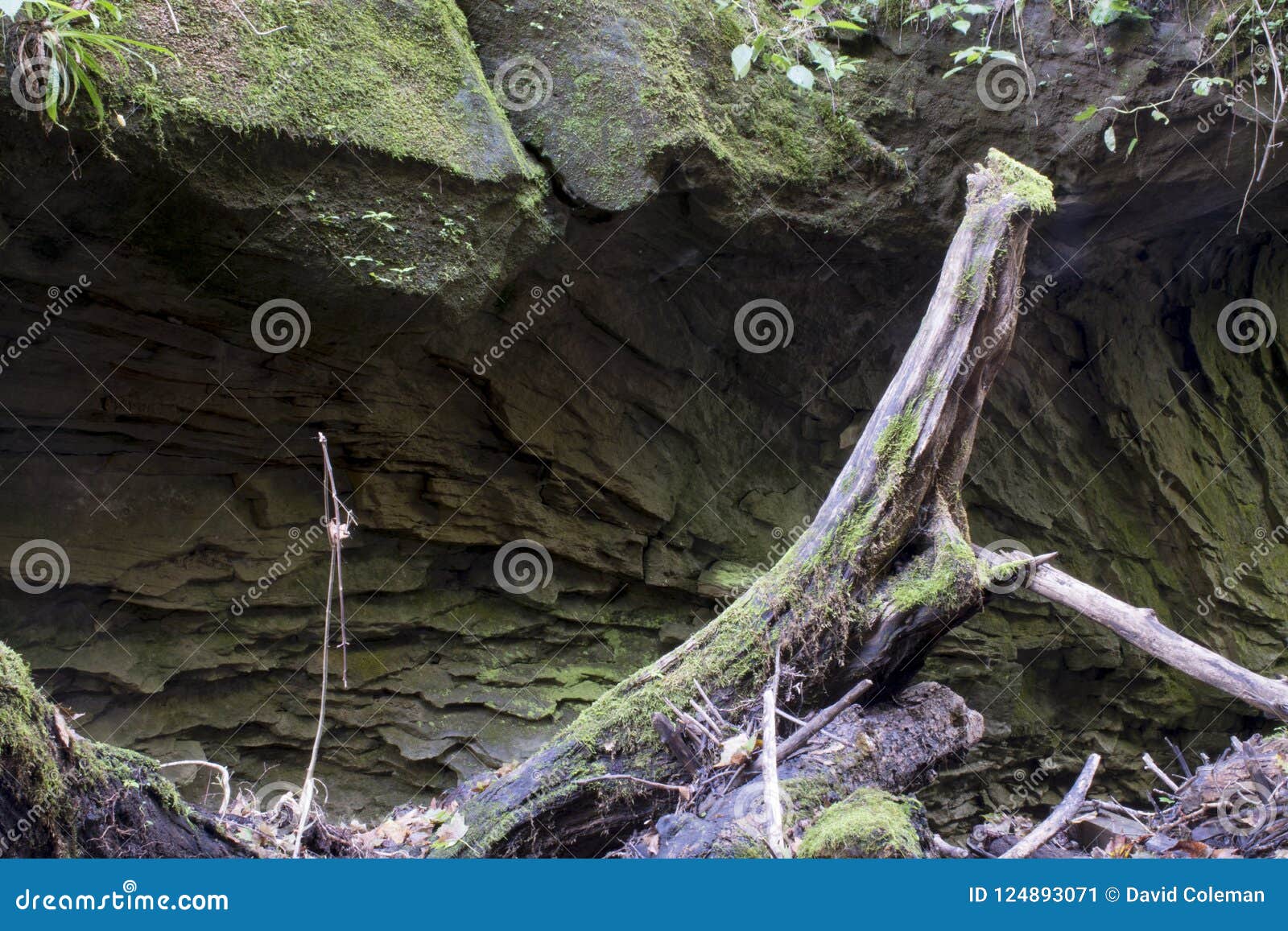 Fallen log with rock face stock image. Image of rocky - 124893071