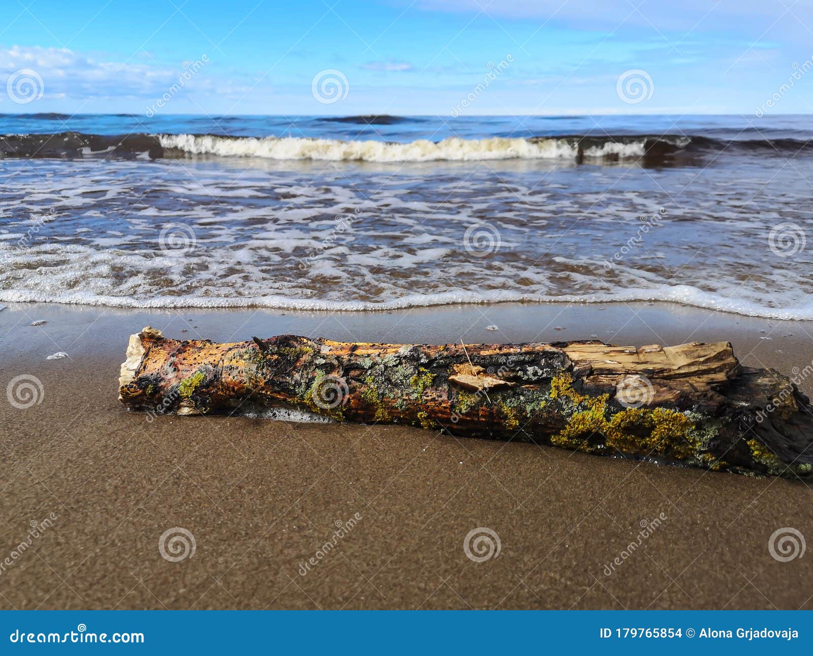 Fallen Log on Sand Beach with Baltic Sea on Background Stock Photo ...