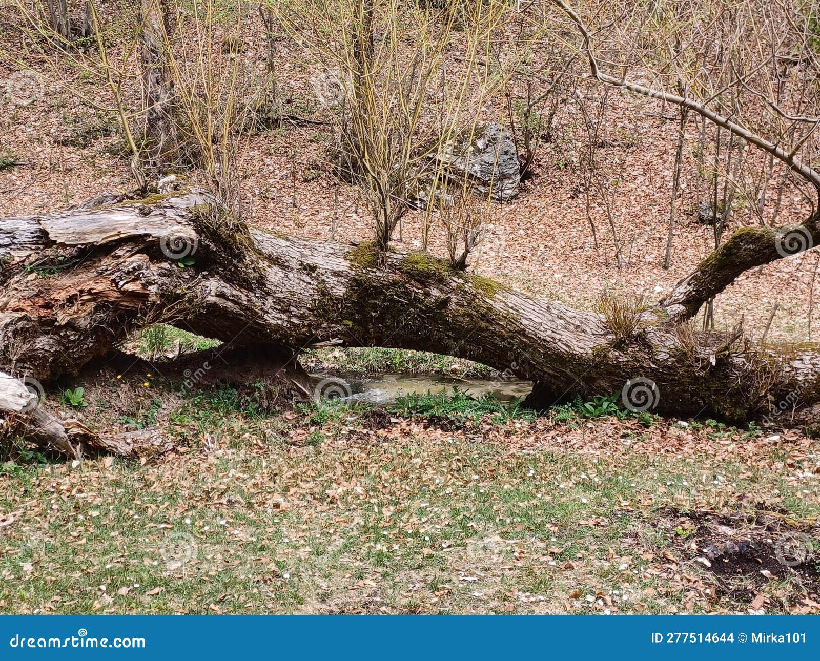 A fallen log by the stream stock photo. Image of stream - 277514644