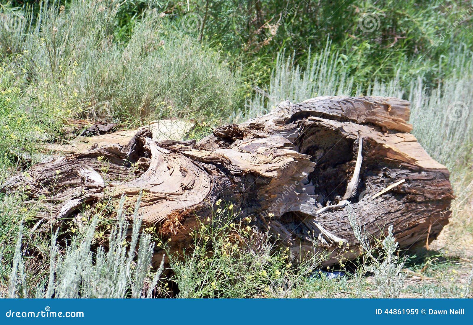 Fallen log stock image. Image of green, brown, meadow - 44861959