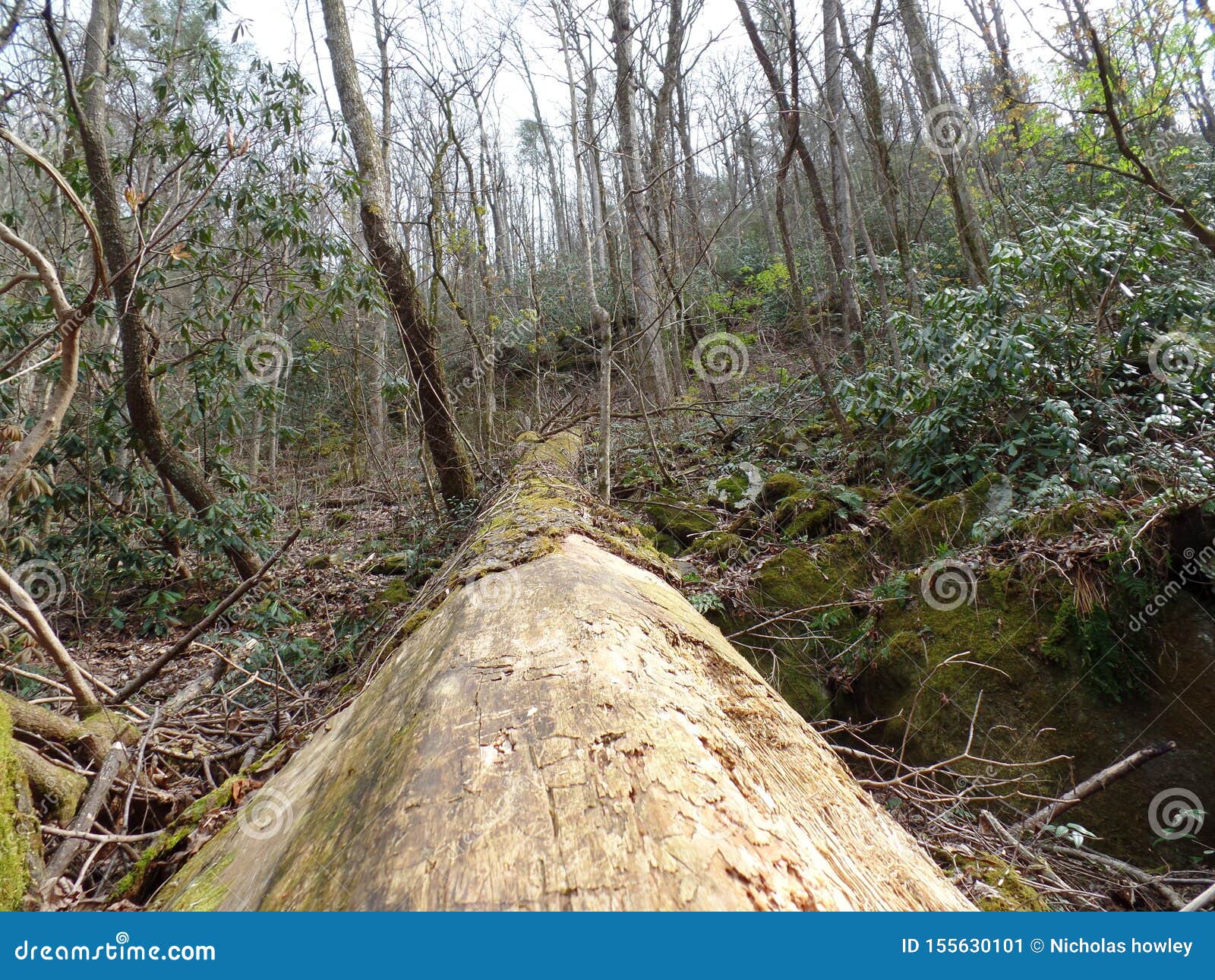 Fallen stock image. Image of woods, forest, tree, fallen - 155630101