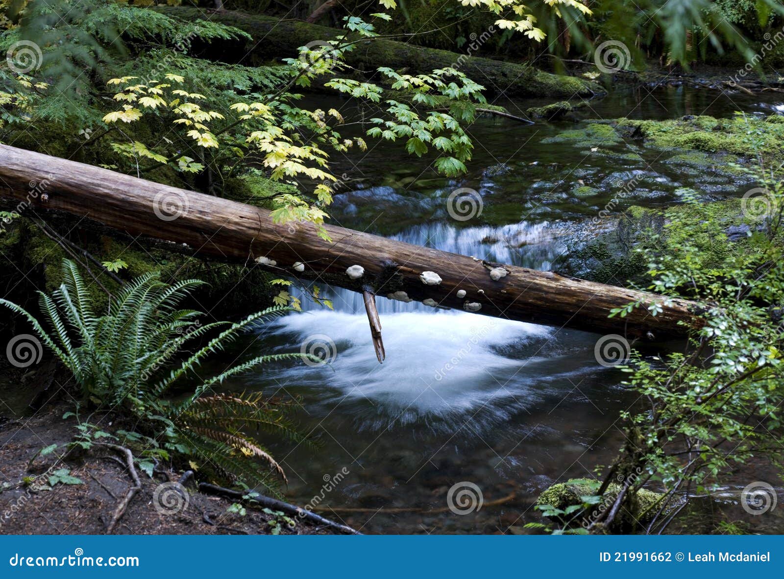 Fallen Logs in Creek stock photo. Image of deadfalls - 21991662