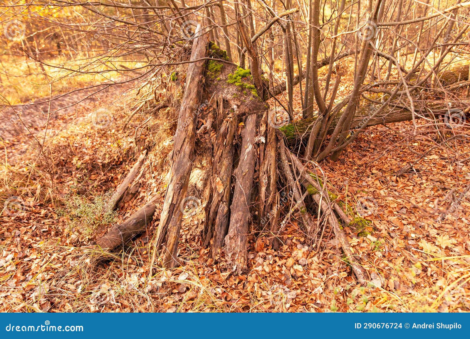 Fallen Logs in the Forest in Autumn Stock Photo - Image of outdoor ...