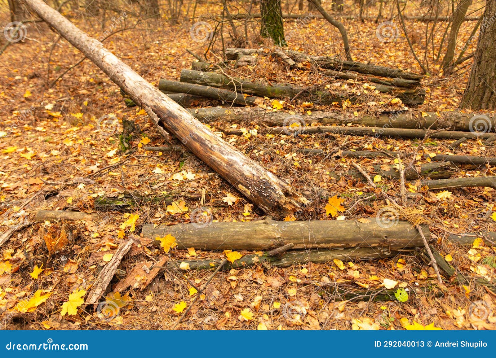 Fallen Logs in the Forest in Autumn Stock Image - Image of beech ...