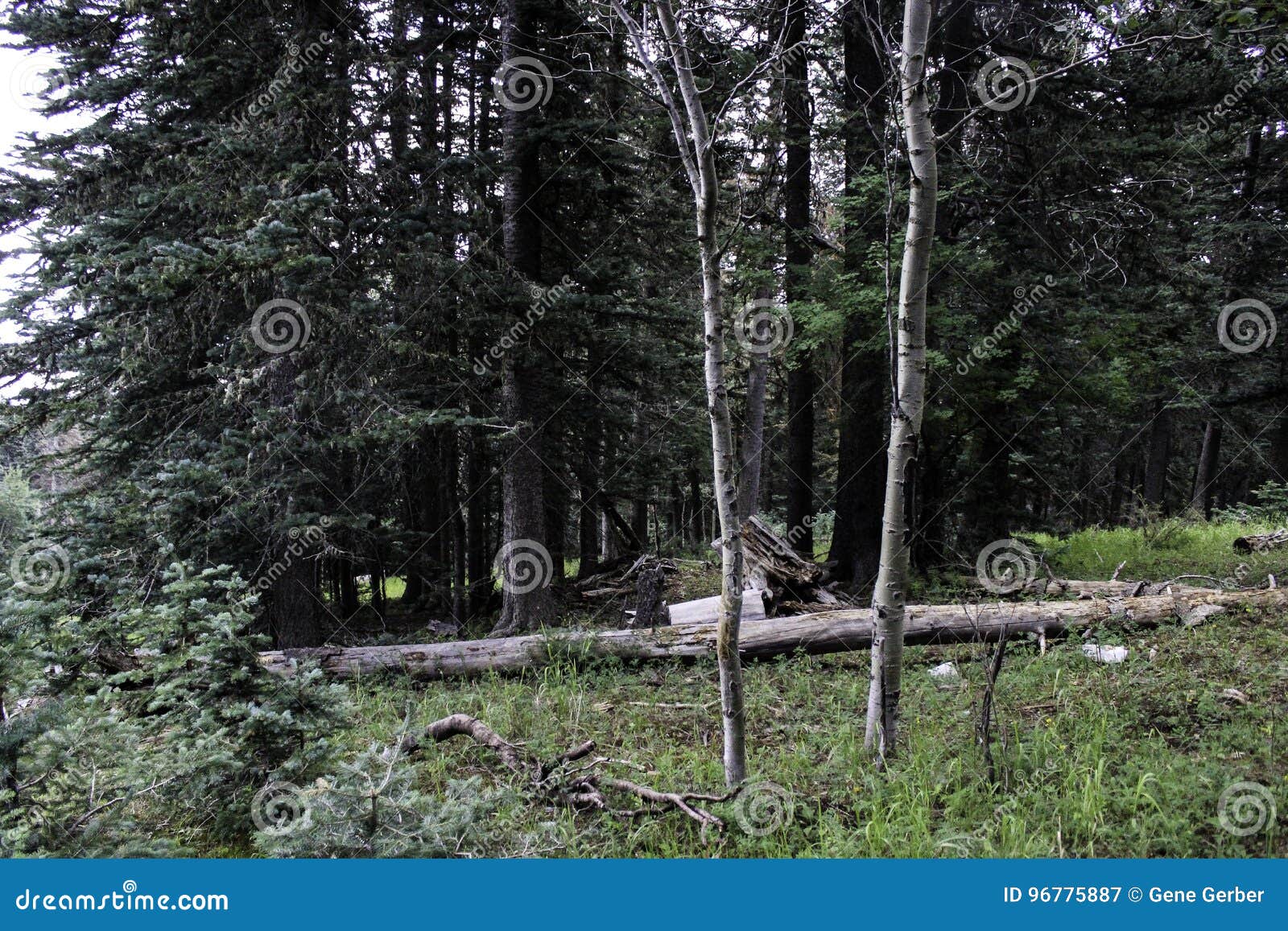 Fallen Logs Have New Shoots On A River Beach Royalty-Free Stock ...
