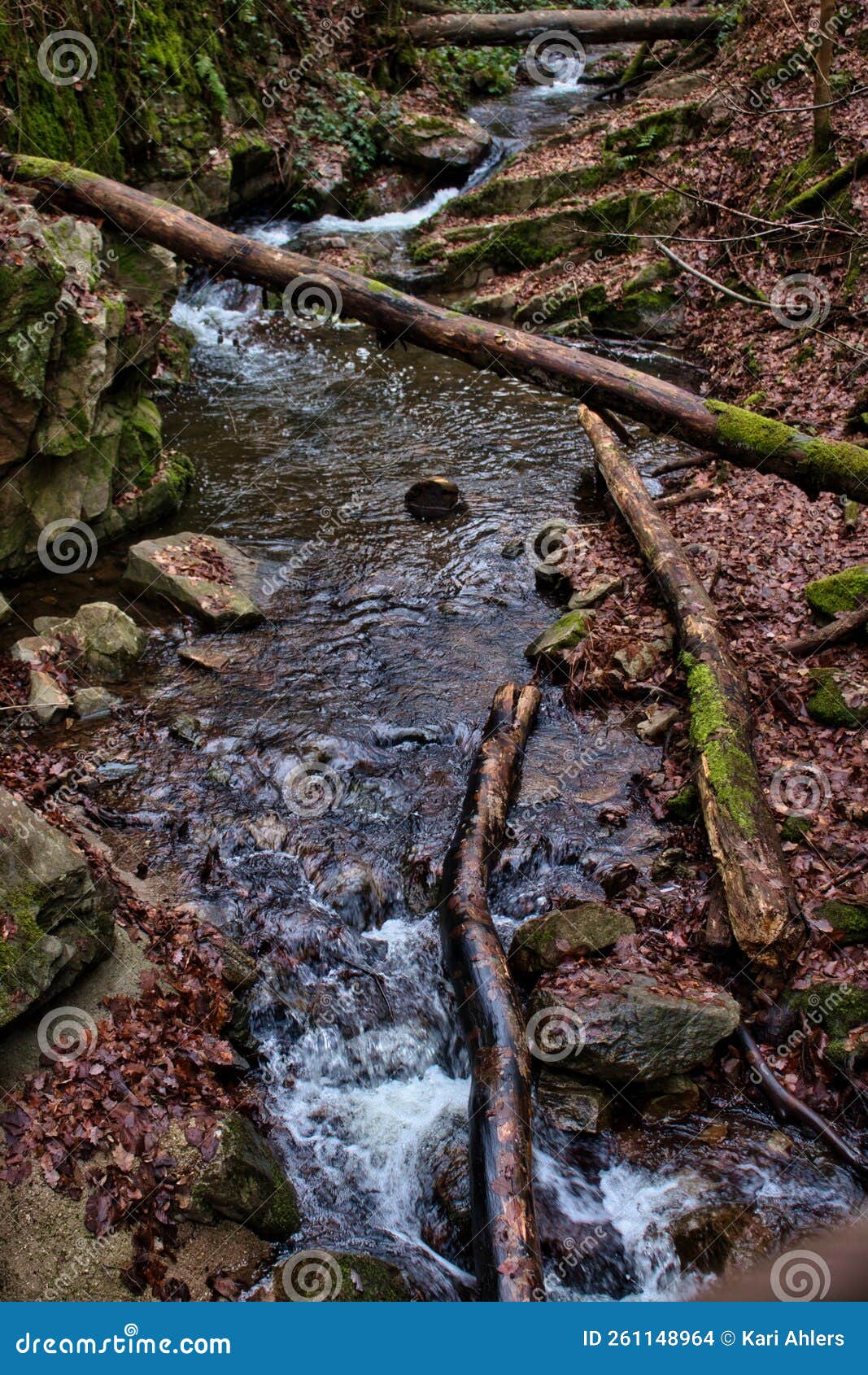 Fallen Logs Over a Stream in a German Forest Stock Photo - Image of ...