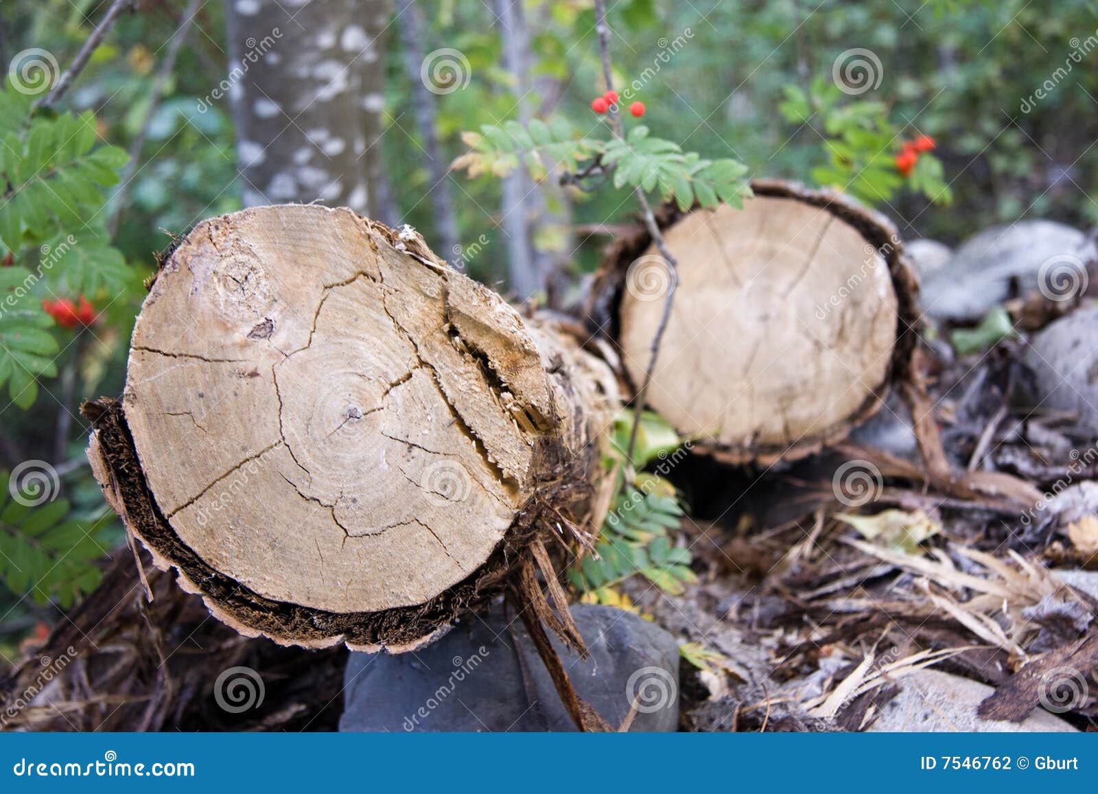 Fallen Logs in Park stock photo. Image of logs, circles - 7546762