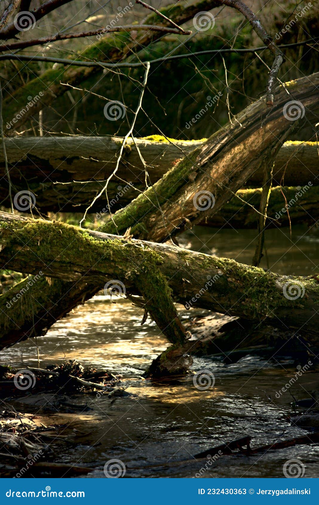 Fallen logs by the stream. stock image. Image of logs - 232430363