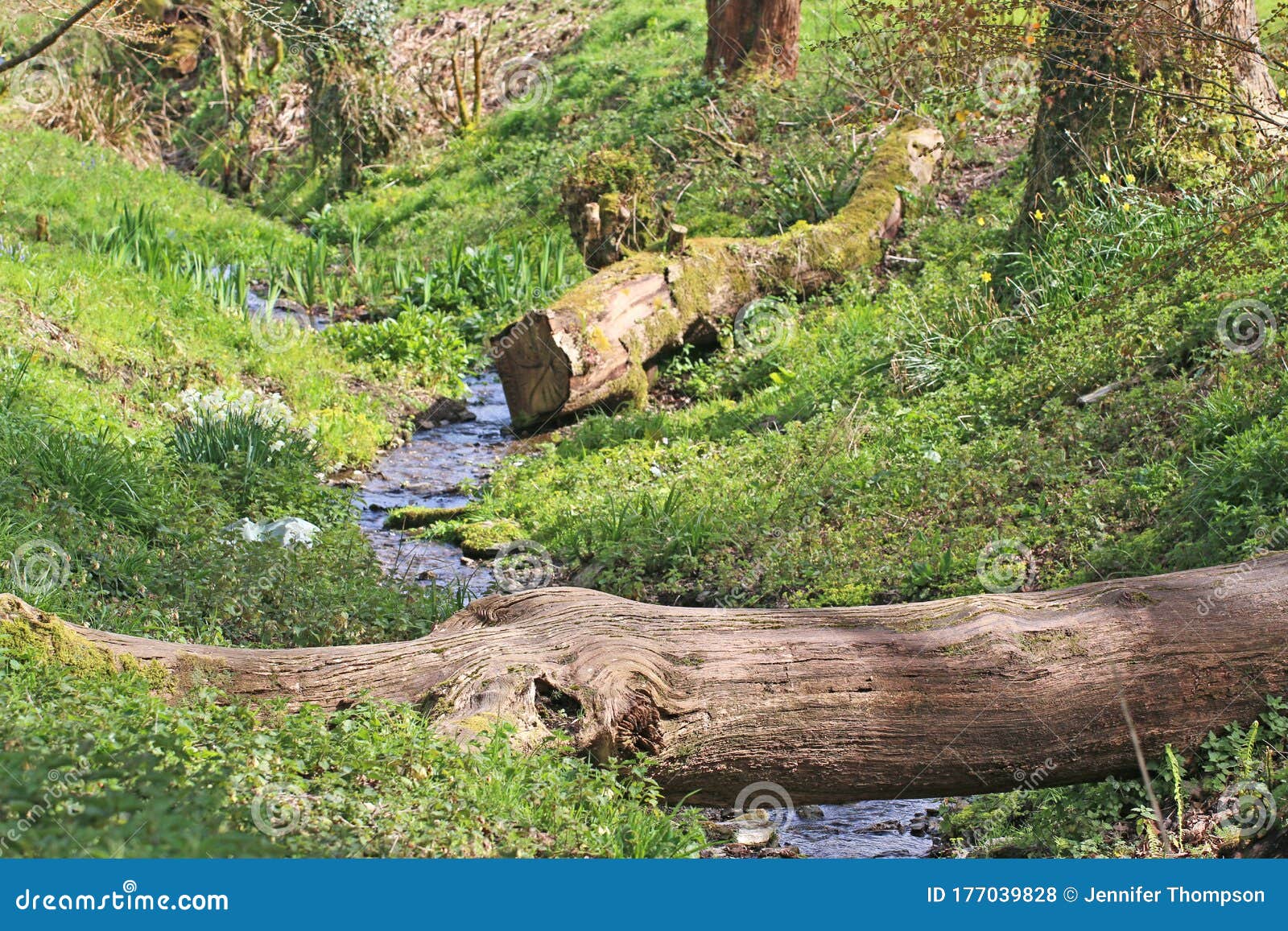 Stream by trees in spring stock photo. Image of environment - 177039828