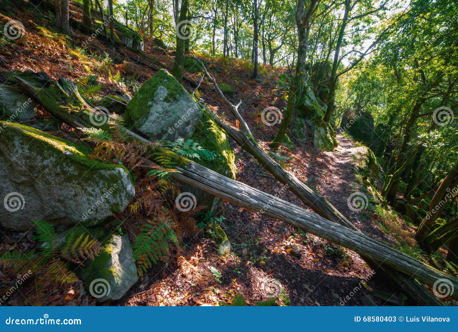Fallen logs on a trail stock image. Image of forest, outdoor - 68580403