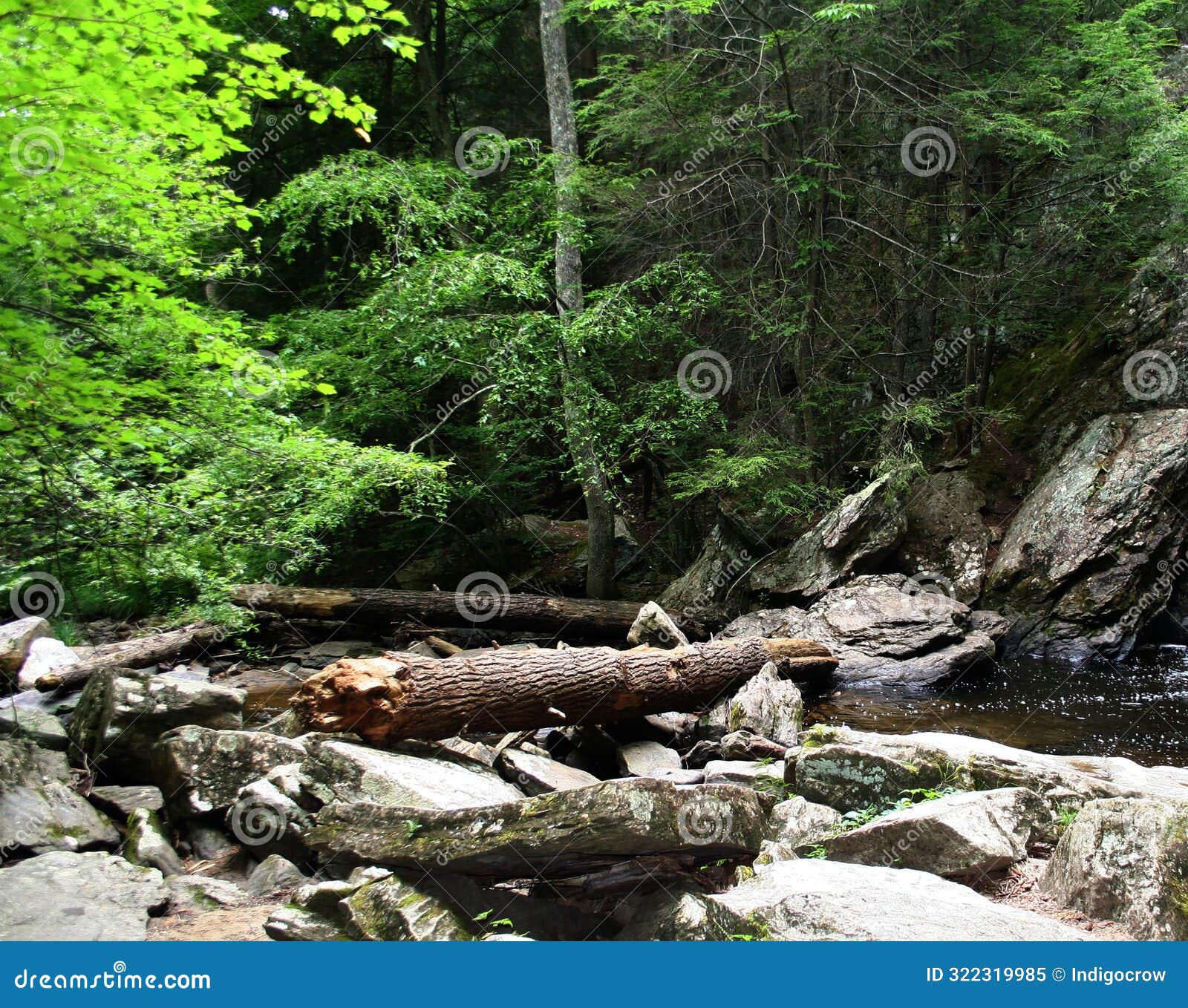 Fallen Logs and Trees stock image. Image of water, tree - 322319985