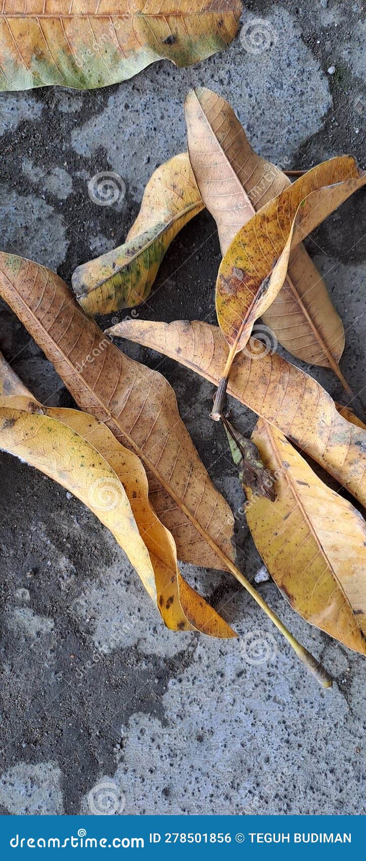 Fallen Mango Leaves Fall in Autumn Stock Photo - Image of mango, fallen ...
