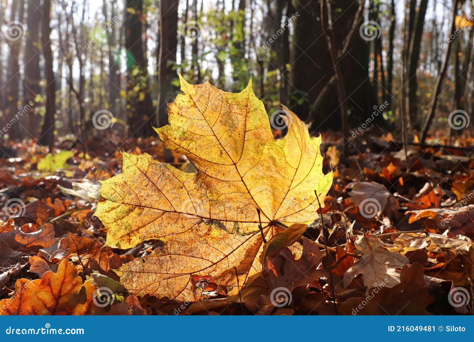 Fallen Maple Leaf in Backlight Stock Image - Image of color, detail ...