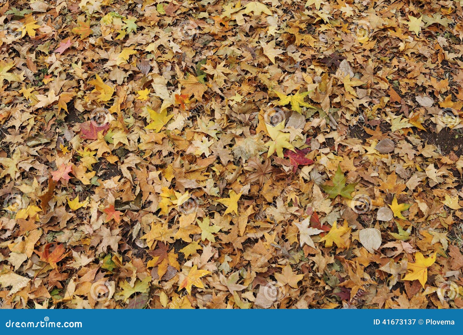 Fallen Maple Leaf stock image. Image of golden, closeup - 41673137