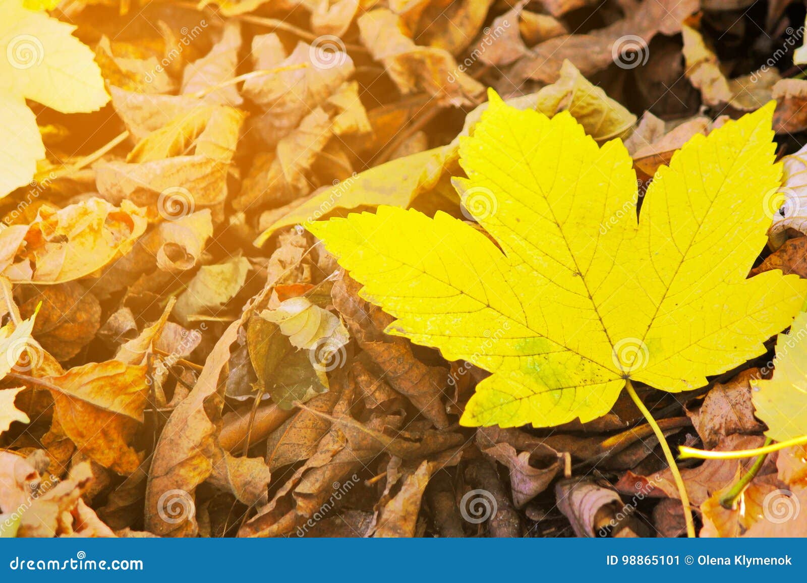 Fallen Maple Leaf, Closeup. Stock Image - Image of loneliness, closeup ...