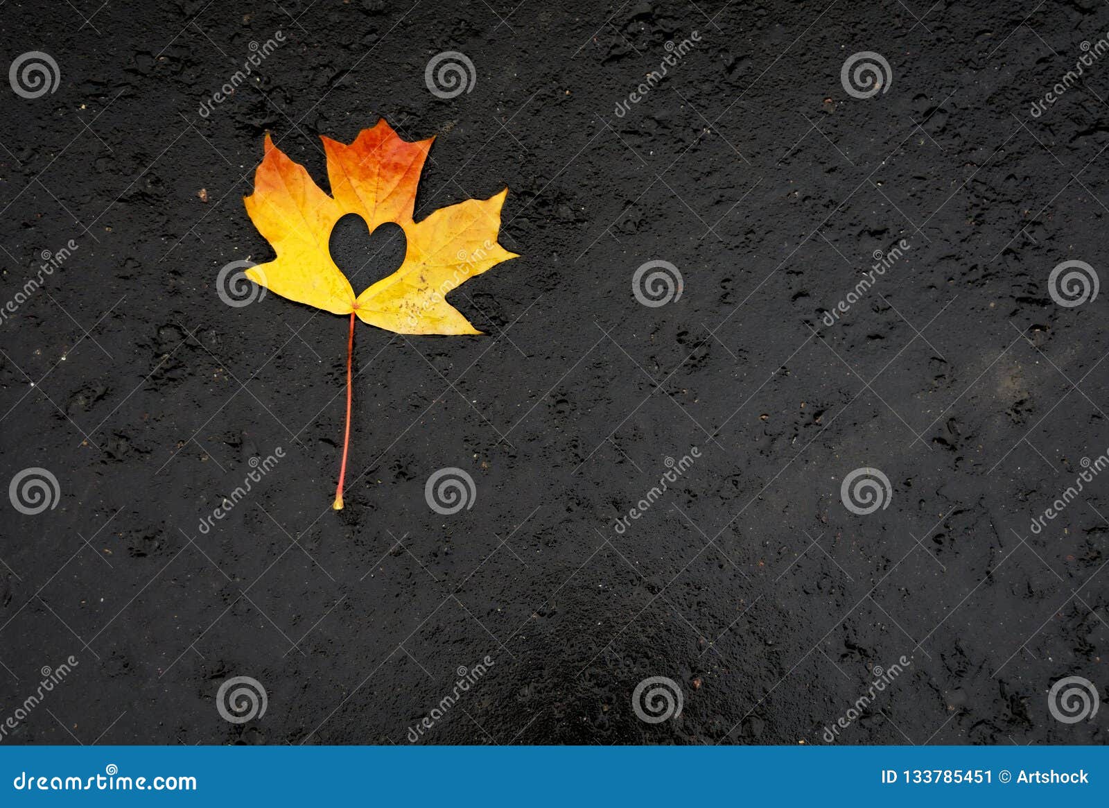 Heart Inside of Maple Leaf on Black Stock Image - Image of leaf, forest ...
