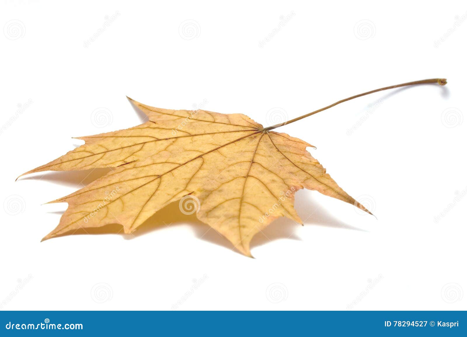 Fallen Maple Leaf, Isolated, Large Detailed Isolated Macro Closeup ...
