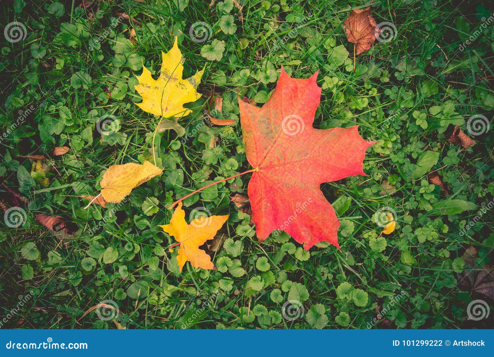 Big Red Maple Leaf stock photo. Image of autumn, background - 101299222
