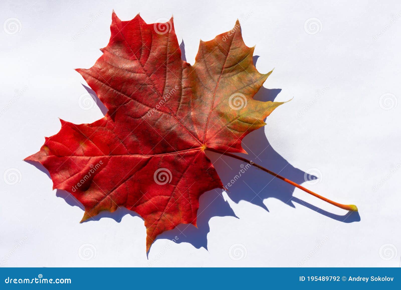 Fallen Maple Leaf with Shadow on a White Background Stock Photo - Image ...