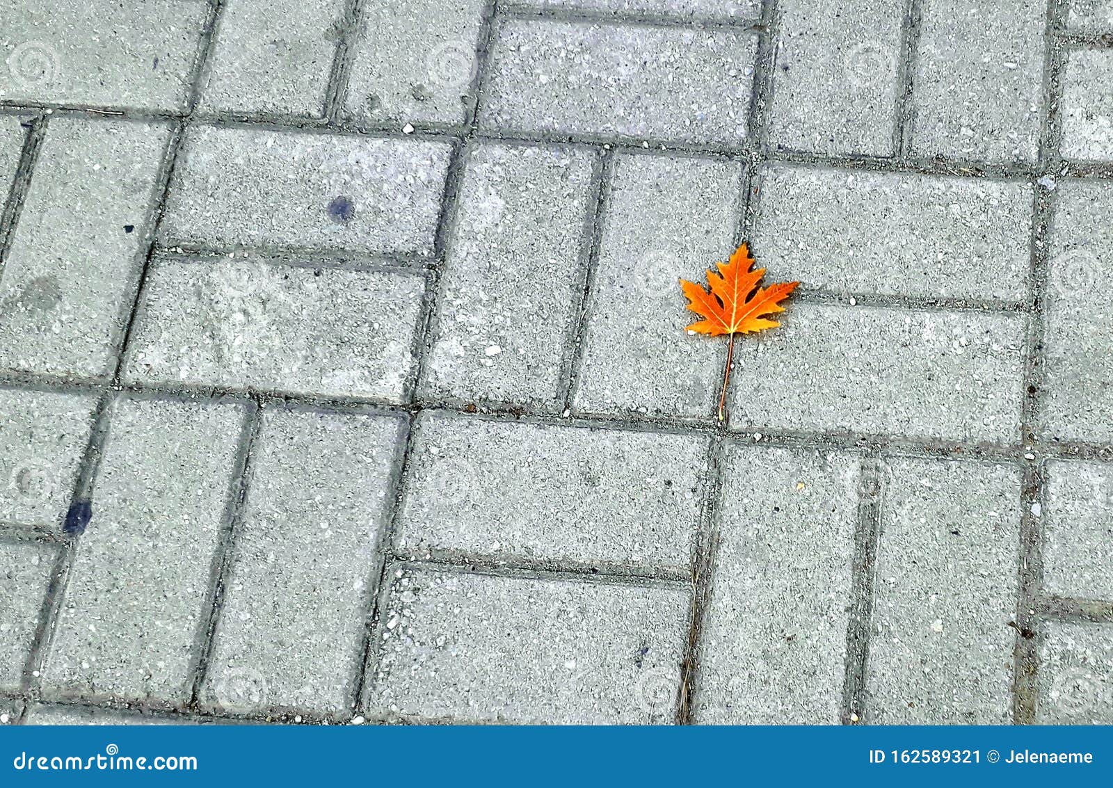 Fallen Maple Leaf on Sidewalk in Autumn Stock Image - Image of nature ...