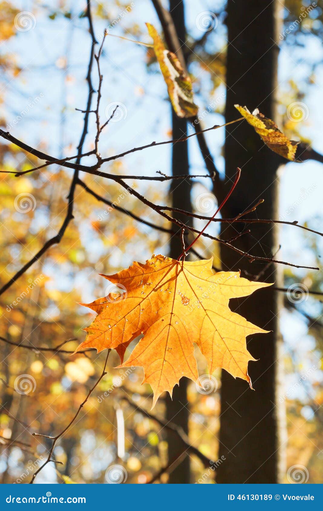 Fallen Maple Leaf Twig Autumn Stock Images - Download 158 Royalty Free ...