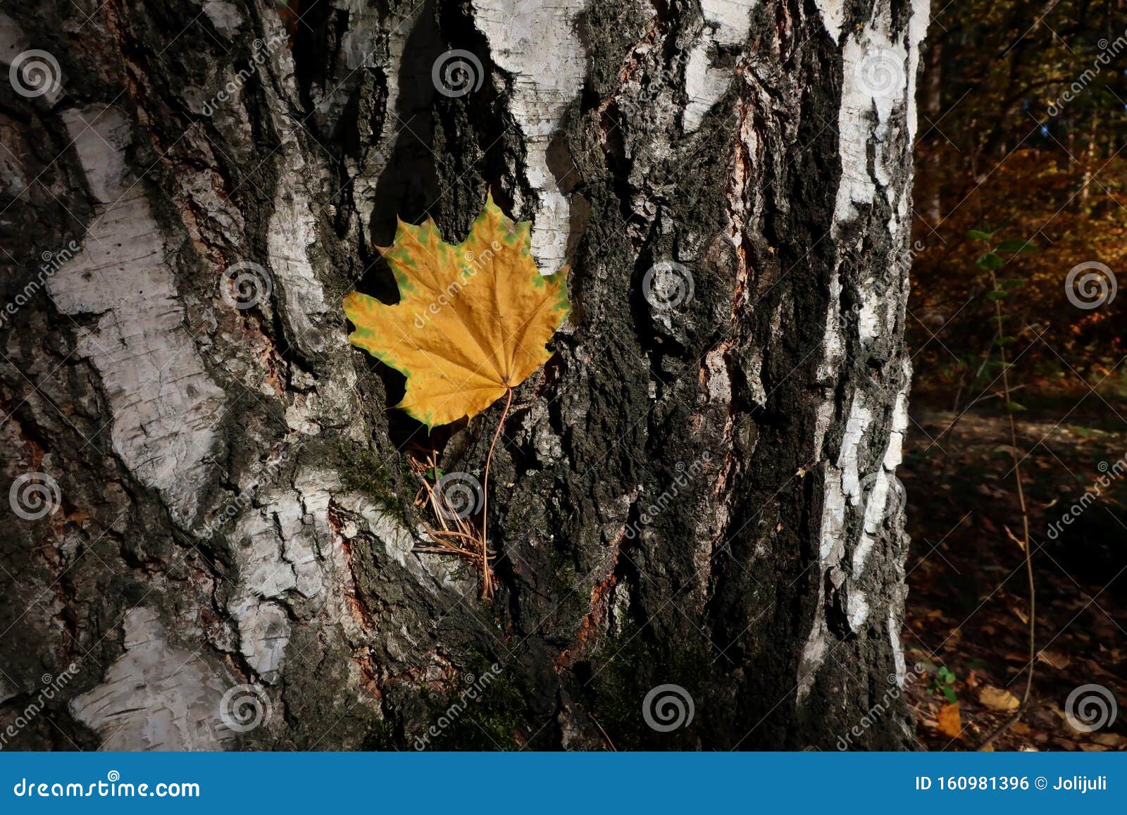 Autumn walk stock photo. Image of beautiful, fall, shadows - 160981396