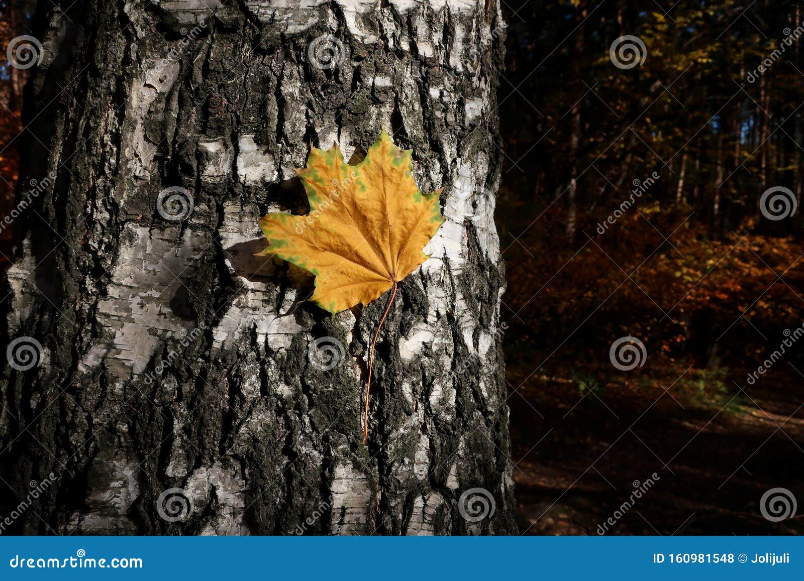 Autumn walk stock photo. Image of forest, leaves, autumn - 160981548