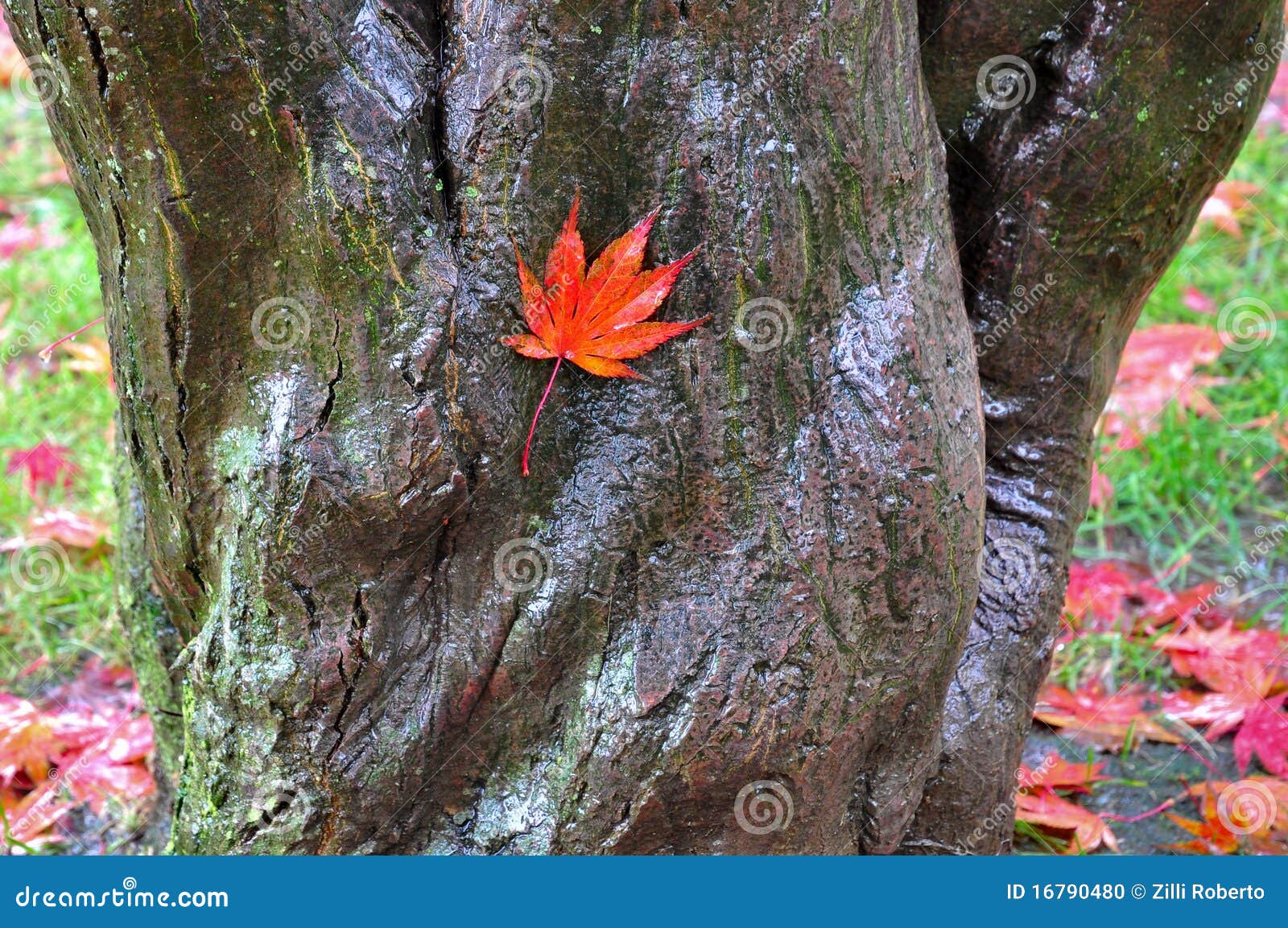 Fallen maple leaves stock photo. Image of tree, rain - 16790480