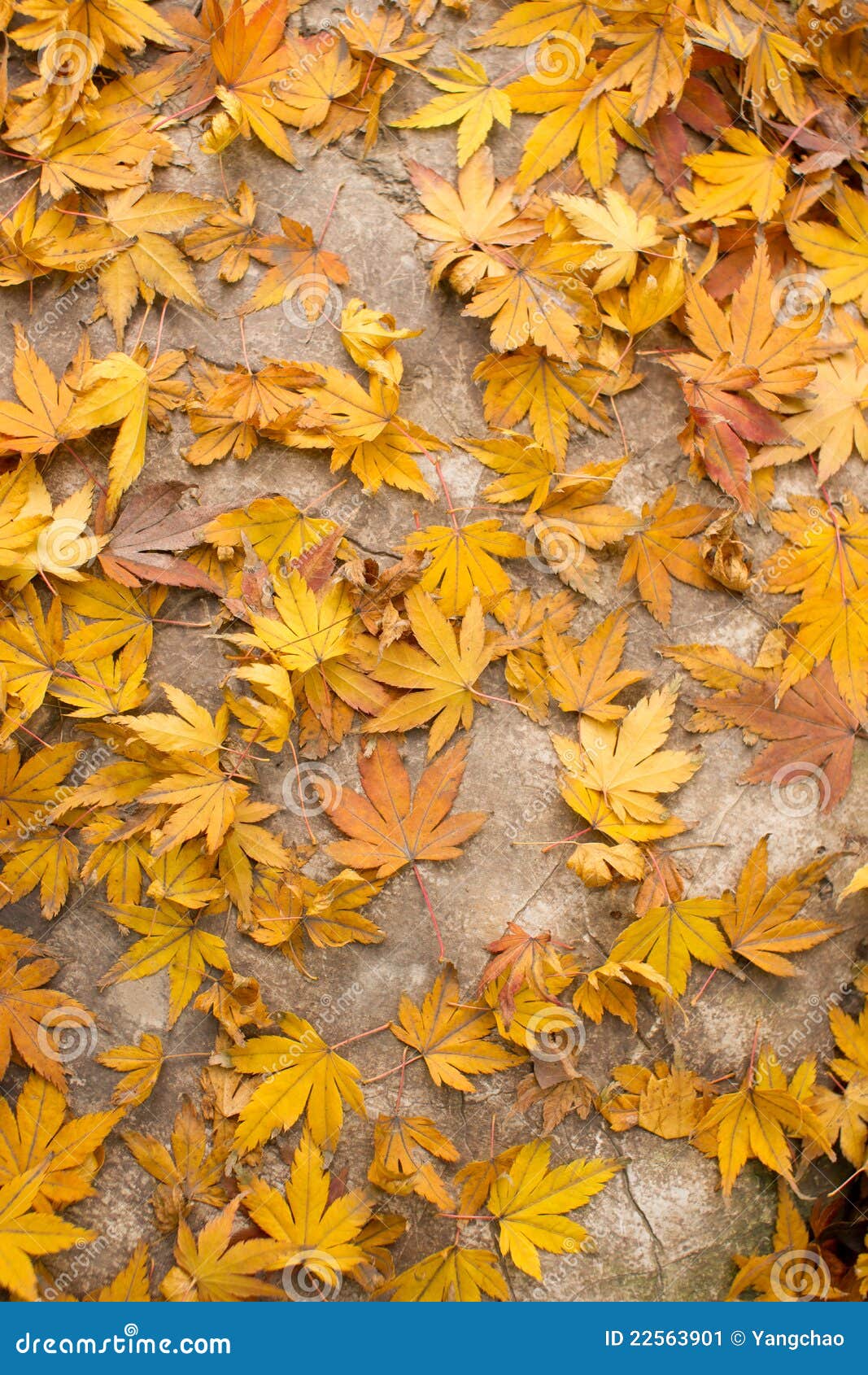 Fallen maple leaves stock image. Image of maple, autumn - 22563901