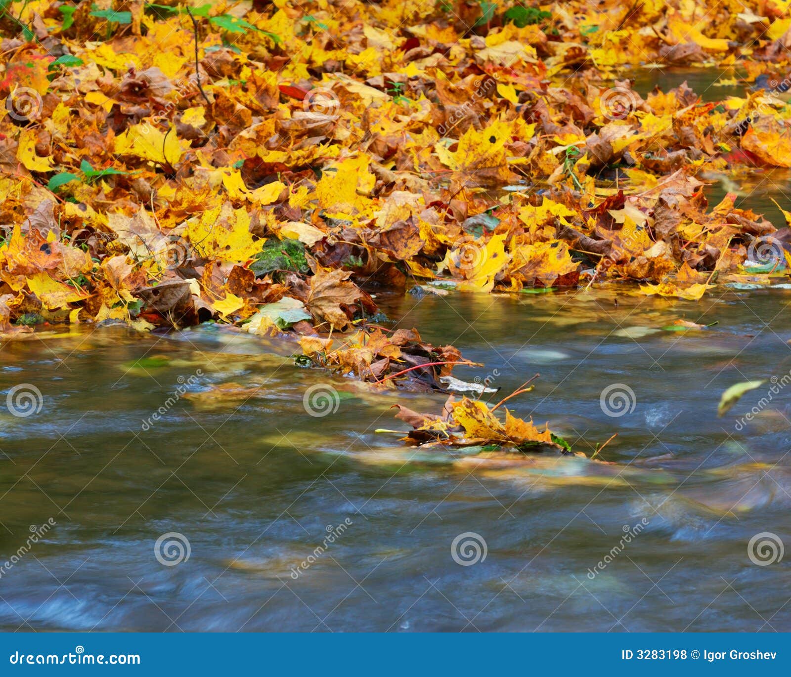 Fallen maple leaves stock photo. Image of vibrant, autumn - 3283198