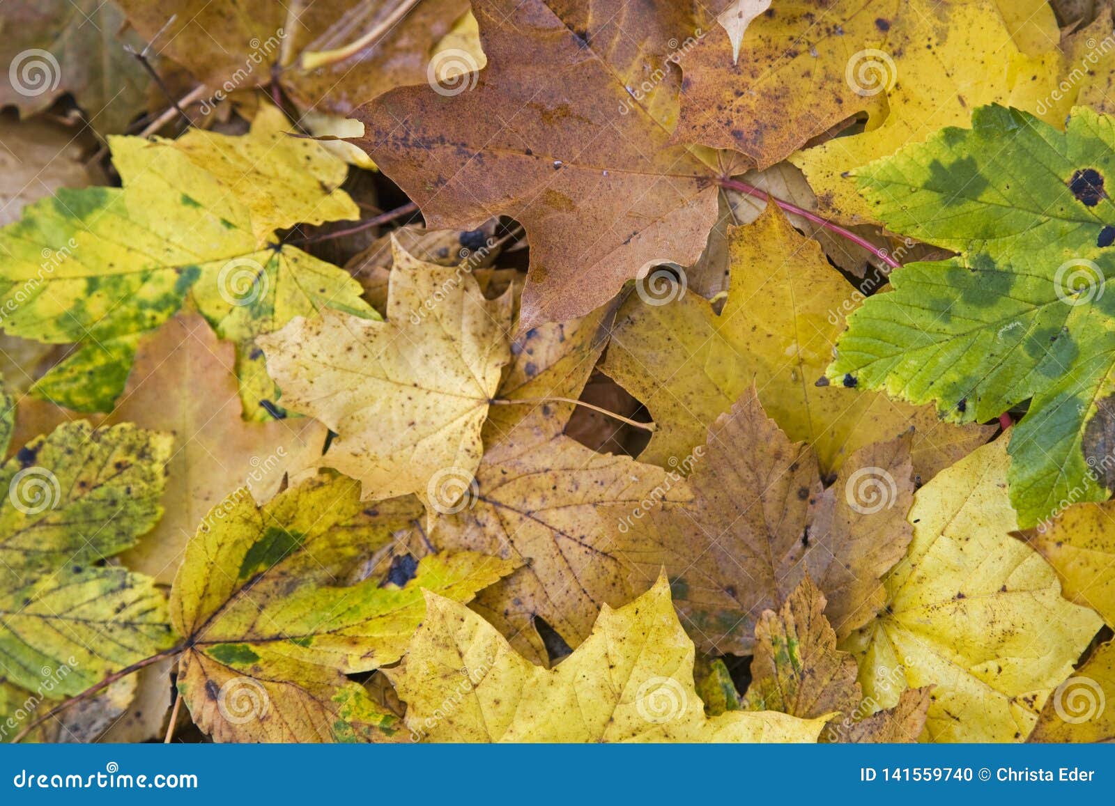 Fallen maple leaves stock photo. Image of tree, background - 141559740