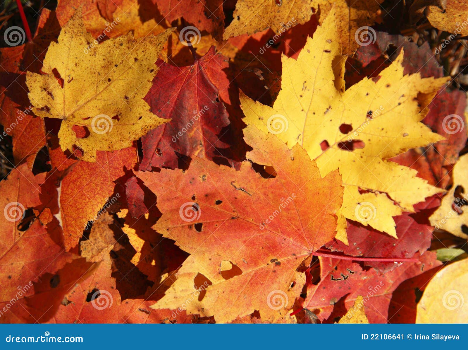 Fallen Maple Leaves Backgroung Stock Image - Image of foliage, brown ...