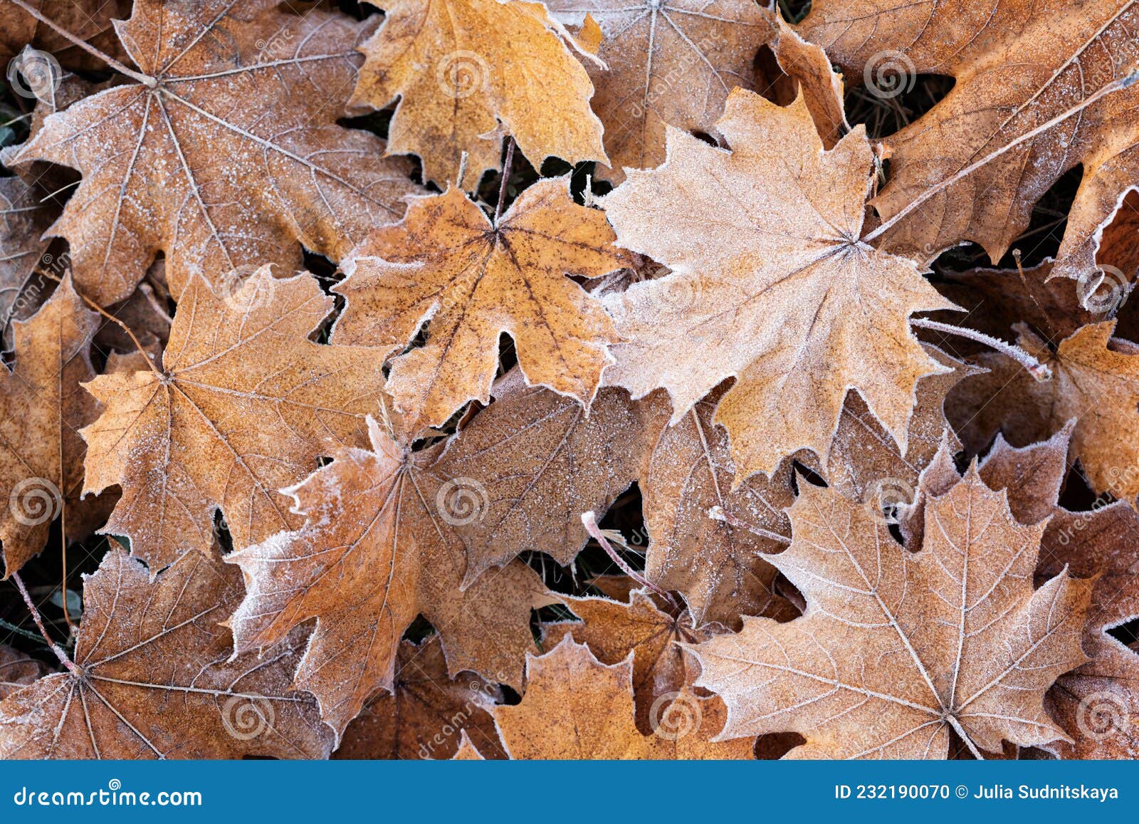 Fallen Maple Leaves Covered with Frost. Nature Background Stock Photo ...