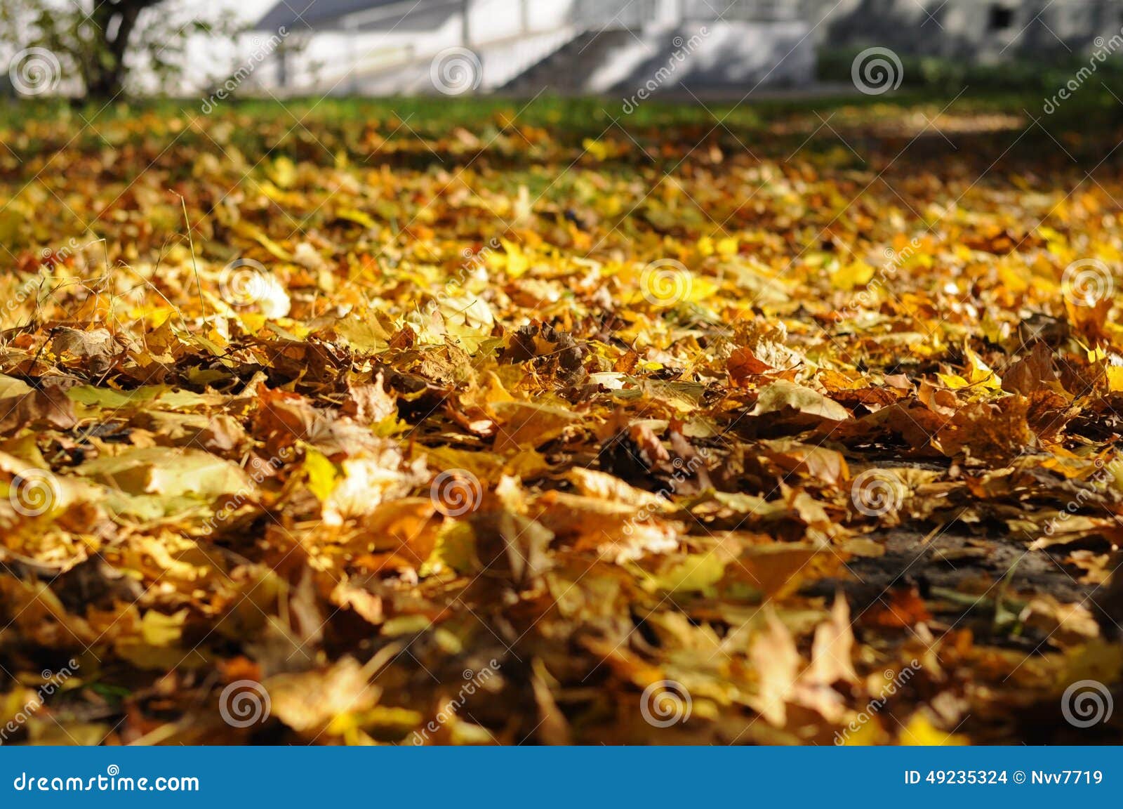 Fallen maple leaves stock photo. Image of maple, season - 49235324