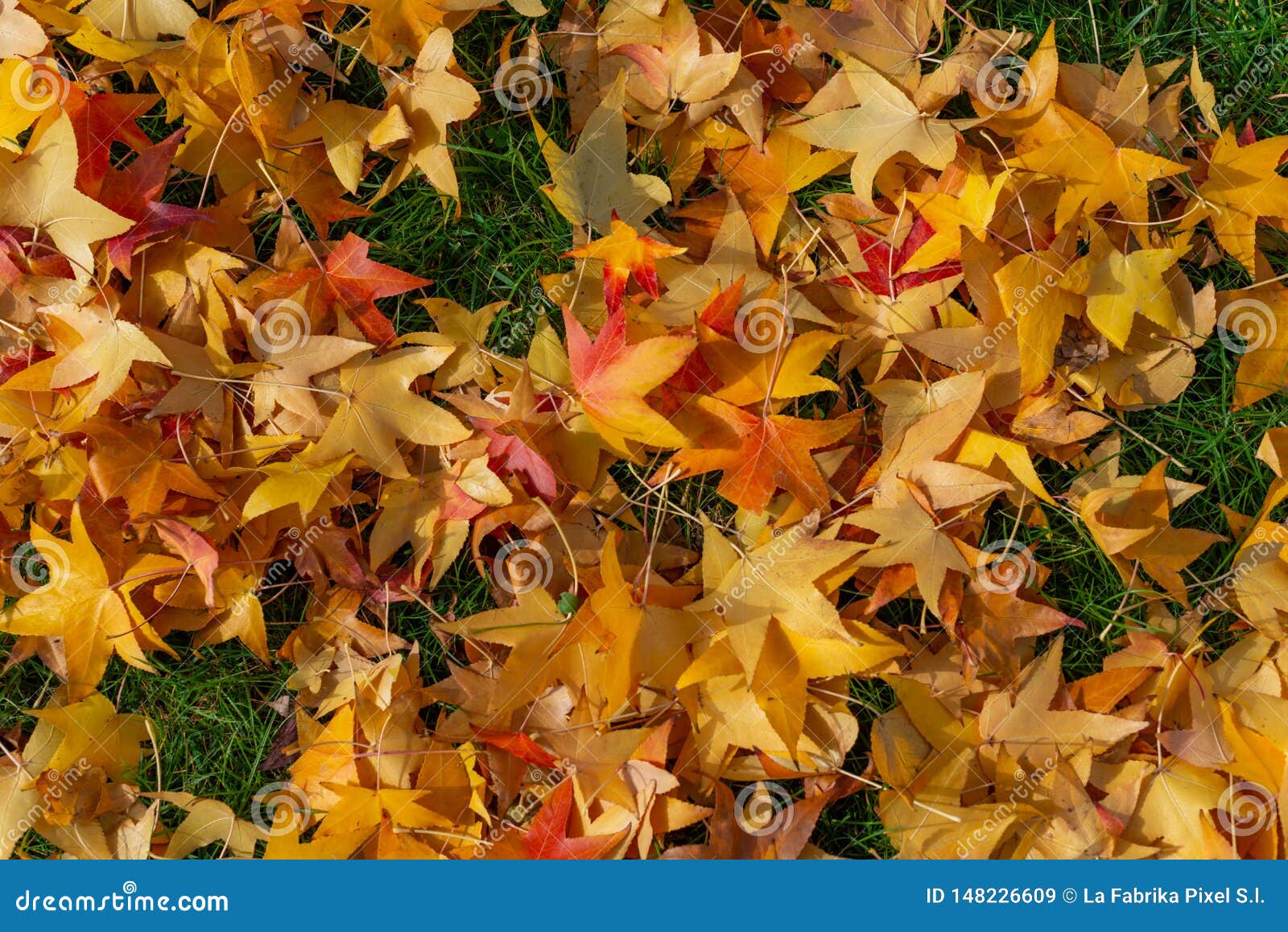 Fallen maple leaves stock image. Image of autumn, background - 148226609