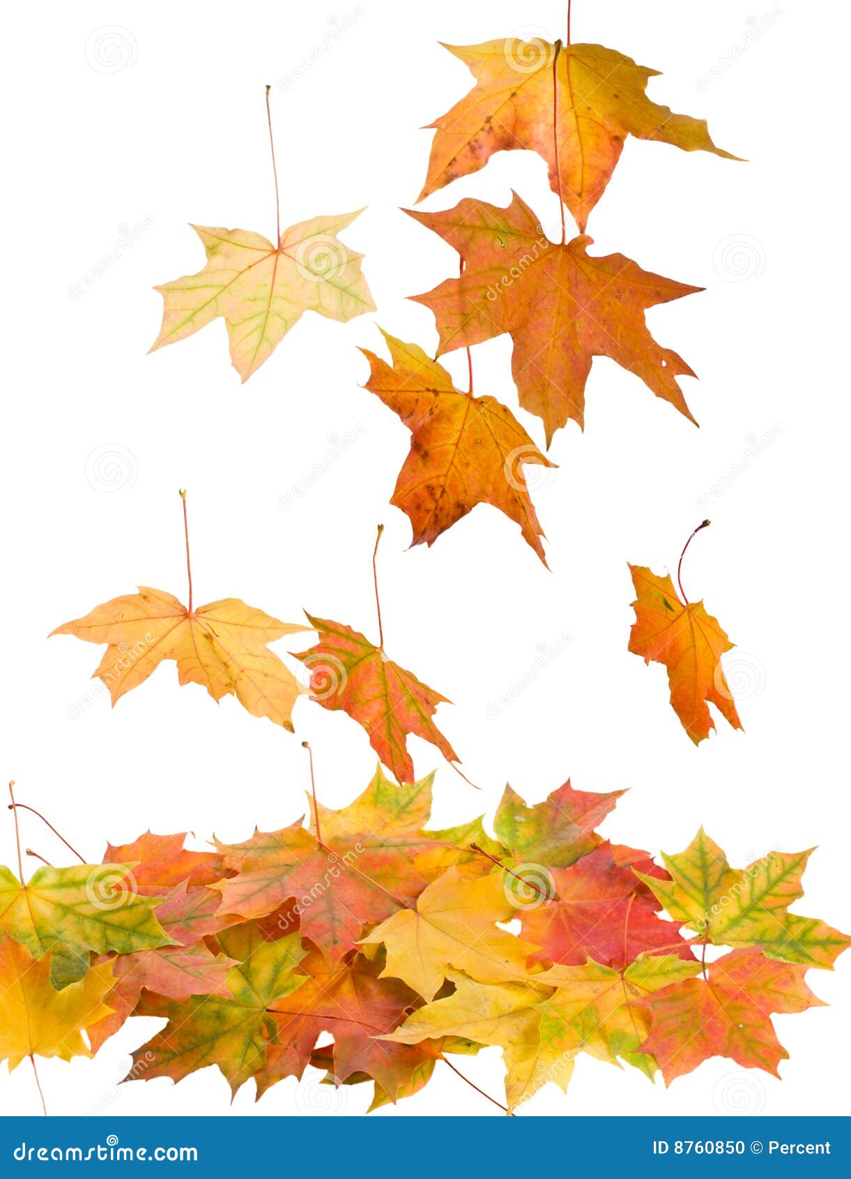Fallen Maple Leaves Isolated Stock Photo - Image of fall, yellow: 8760850