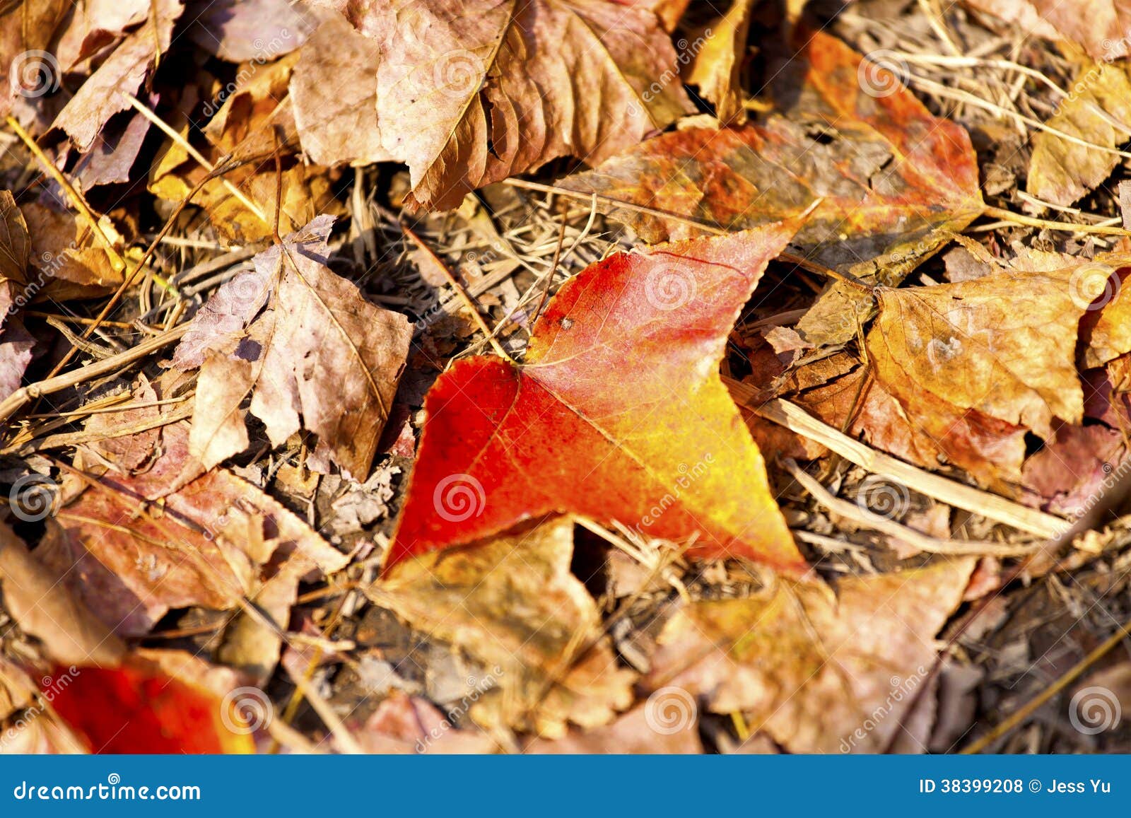 Fallen maple leaves stock photo. Image of carpet, outdoor - 38399208